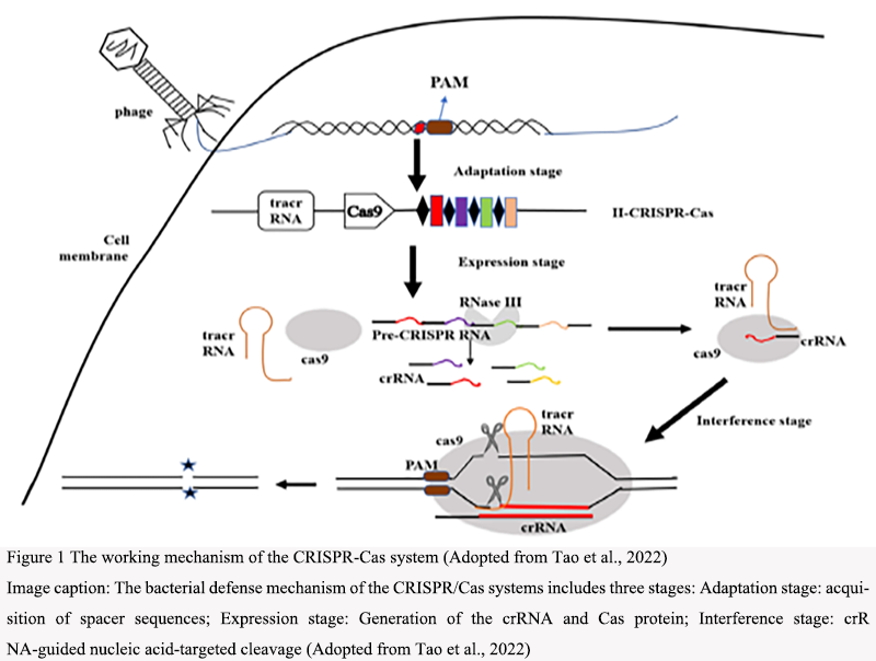 CRISPR-Cas9 Gene Editing for Enhancing Disease Resistance in Cattle ...