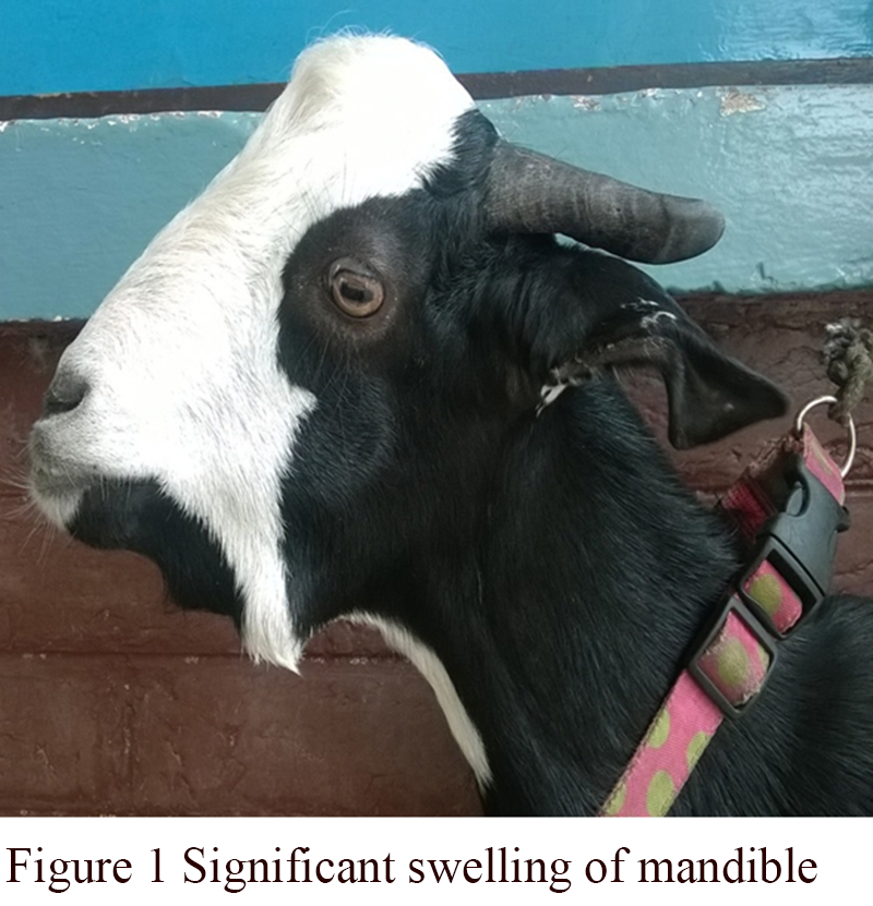 actinomyces lumpy jaw