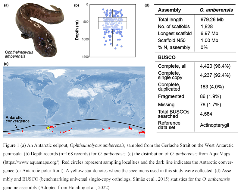 Comparative Genomics of Fish: Insights into Evolutionary Processes | Li ...