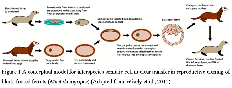 Application of CRISPR Technology in Endangered Species Conservation ...