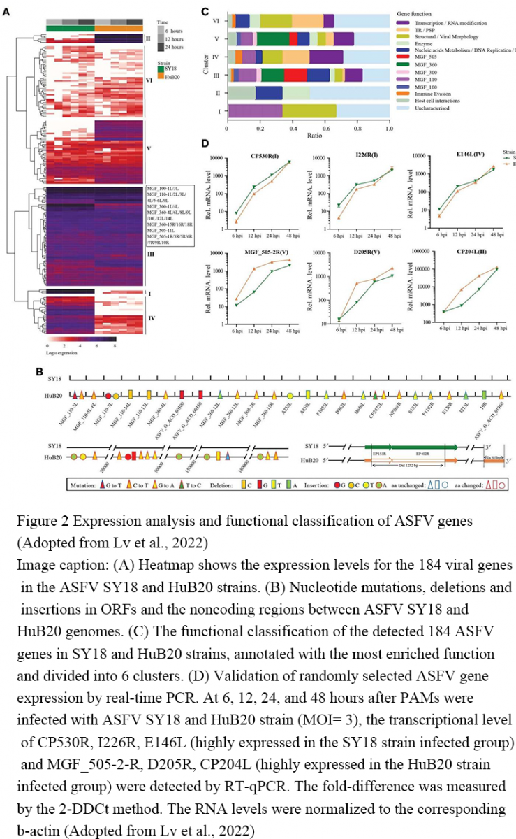 Dissecting the Role of Virulence Genes in ASFV: A Molecular Perspective ...