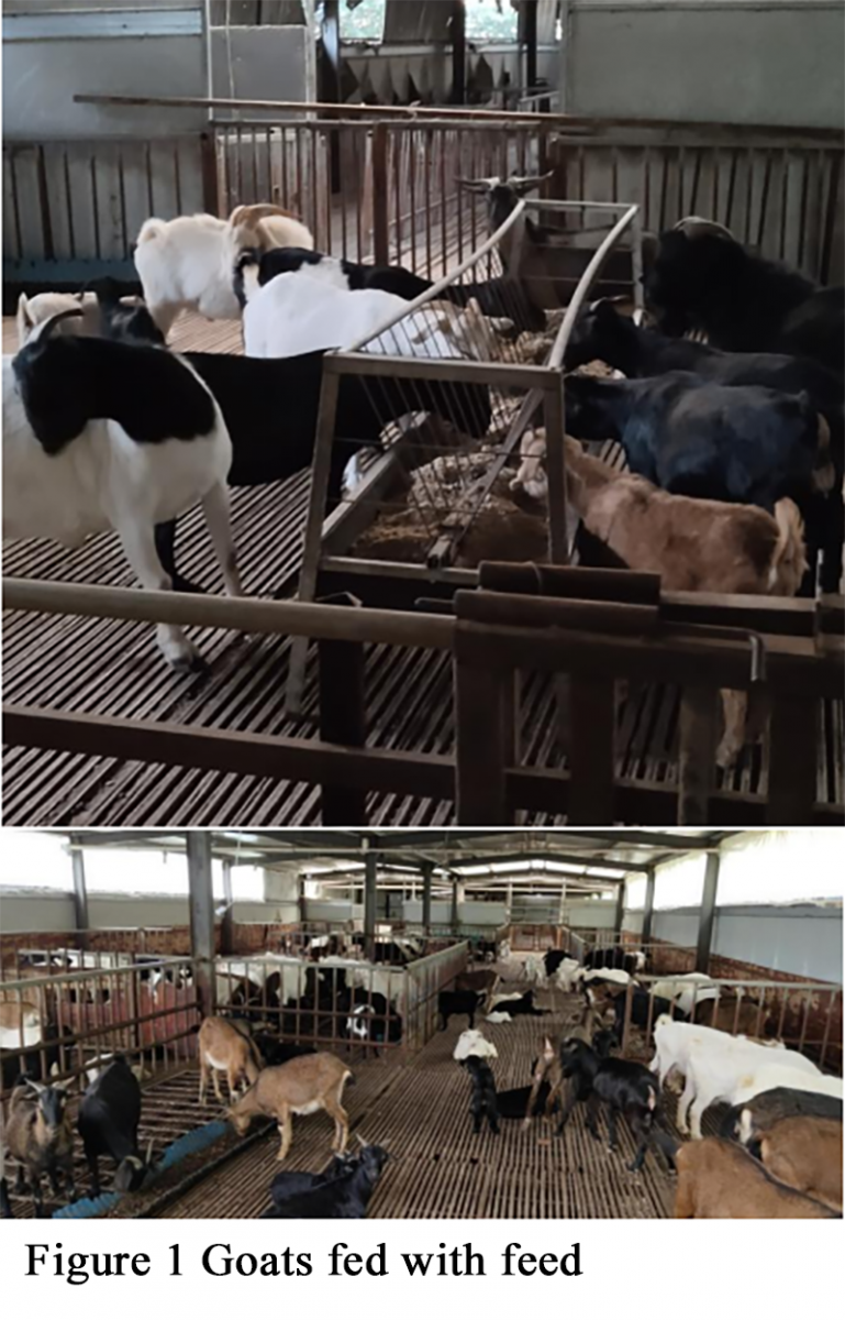 Optimizing Goat Feed Formulation to Reduce Costs and Improve Production ...