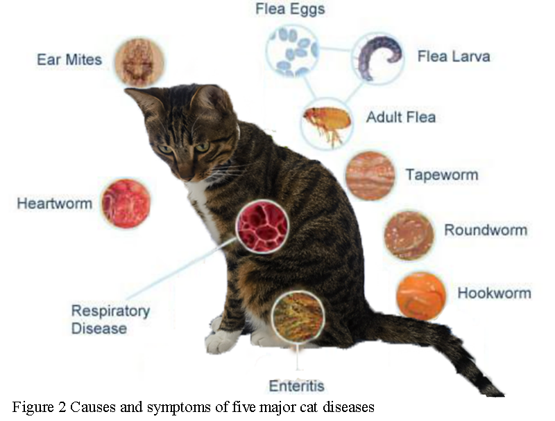 Functional and Interaction Analysis of Key Genes in the Domestic Cat ...