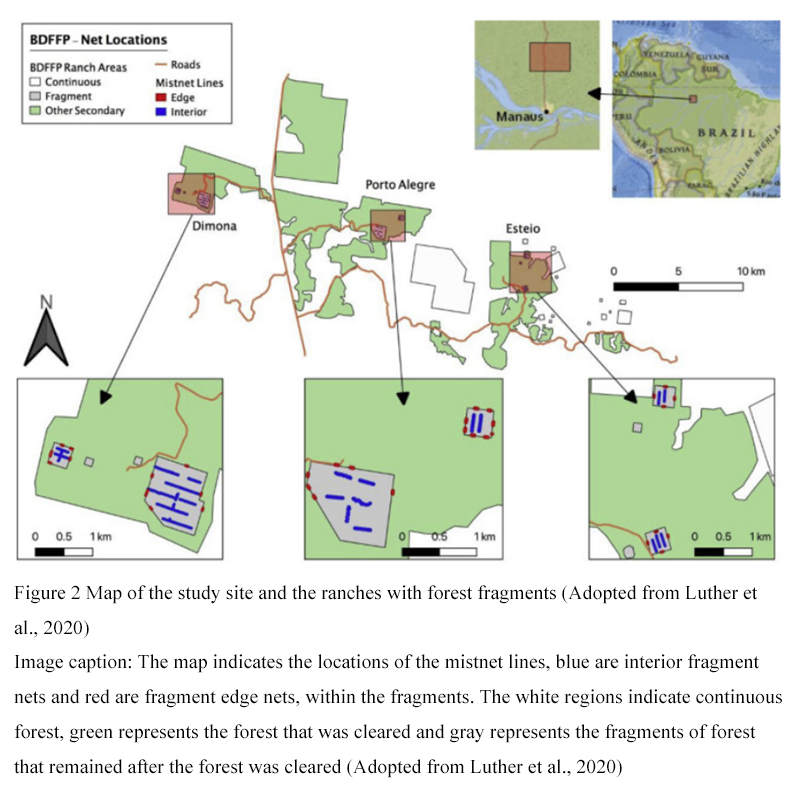 Effects of Habitat Fragmentation on Bird Behavior and Extinction ...