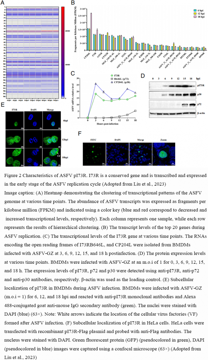 Dissecting the Role of Virulence Genes in ASFV: A Molecular Perspective ...