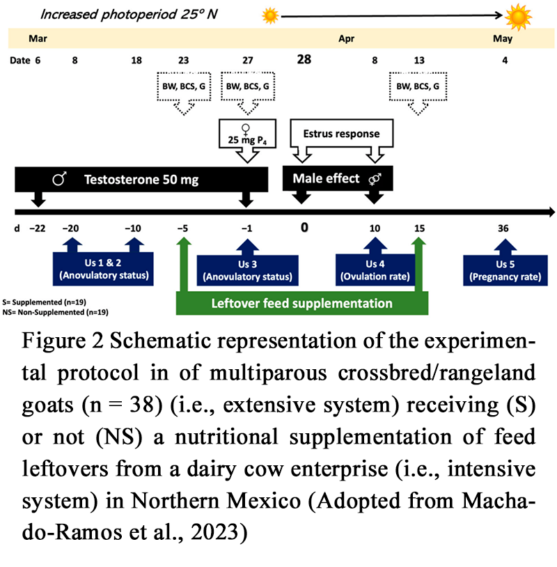 Optimizing Goat Feed Formulation to Reduce Costs and Improve Production ...