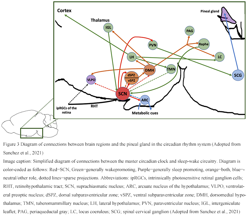 Circadian Rhythms in Animals: Mechanisms and Functions | Liu ...